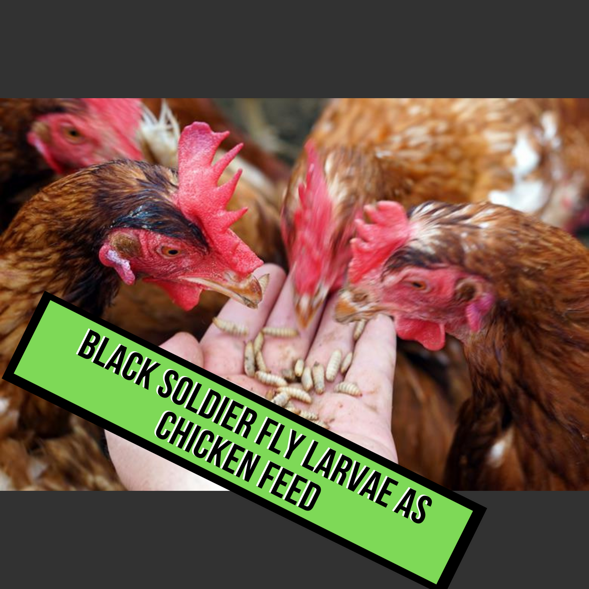 Black Solider Fly Larvae as a Chicken Feed – ecoflys.com