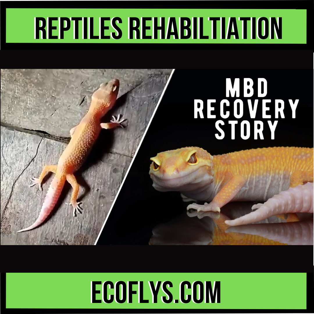 Reptile Rehabilitation Stories – ecoflys.com