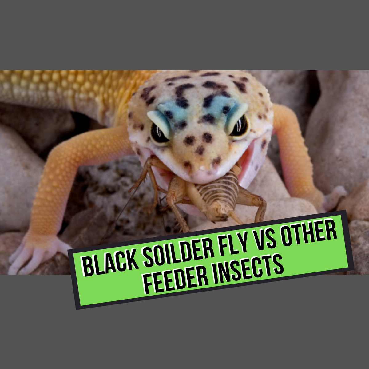 Black Soldier Fly Vs Other Feeder Insects – ecoflys.com