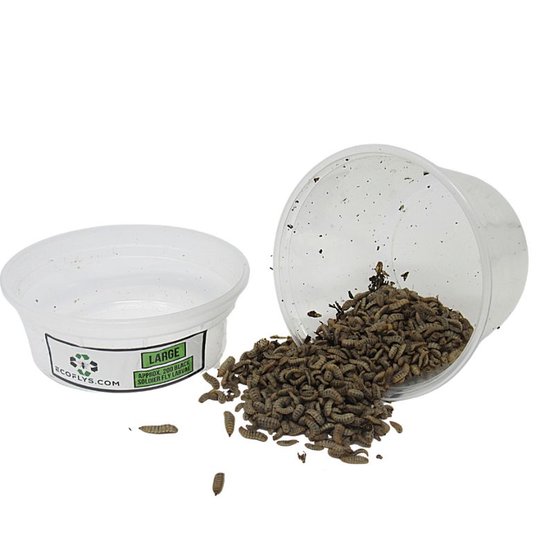 Large Feeding-grade Black Soldier Fly Larvae – ecoflys.com